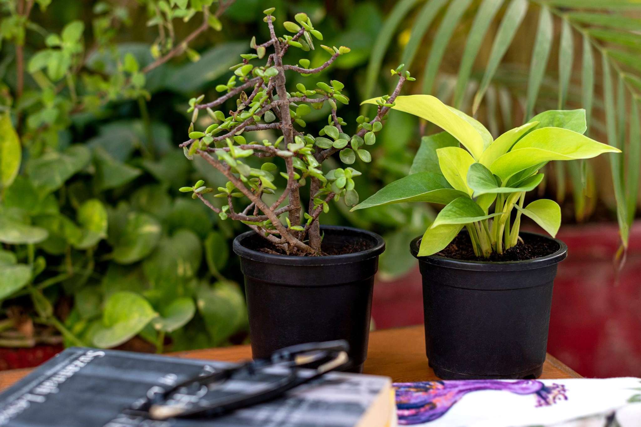 Workstation Plants - Easy-to-Care-For Indoor Plants for Your Office ...