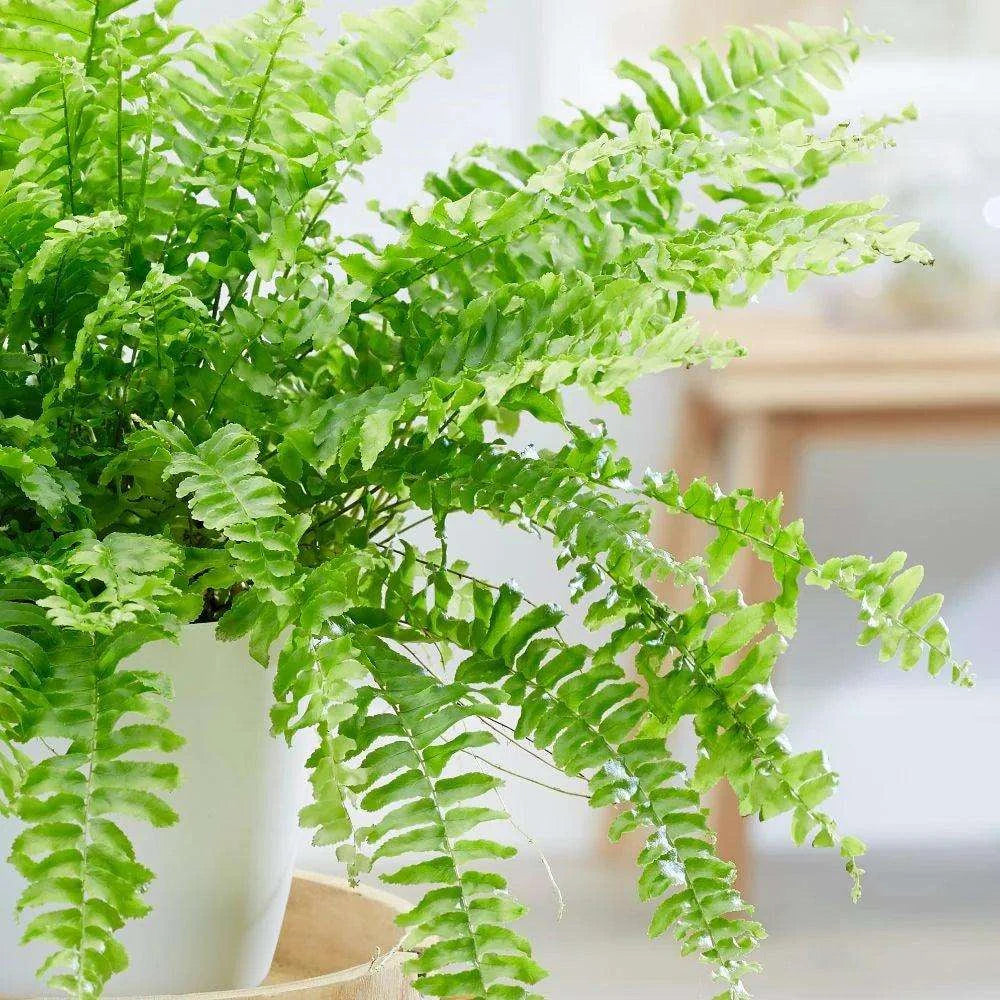 button fern uk