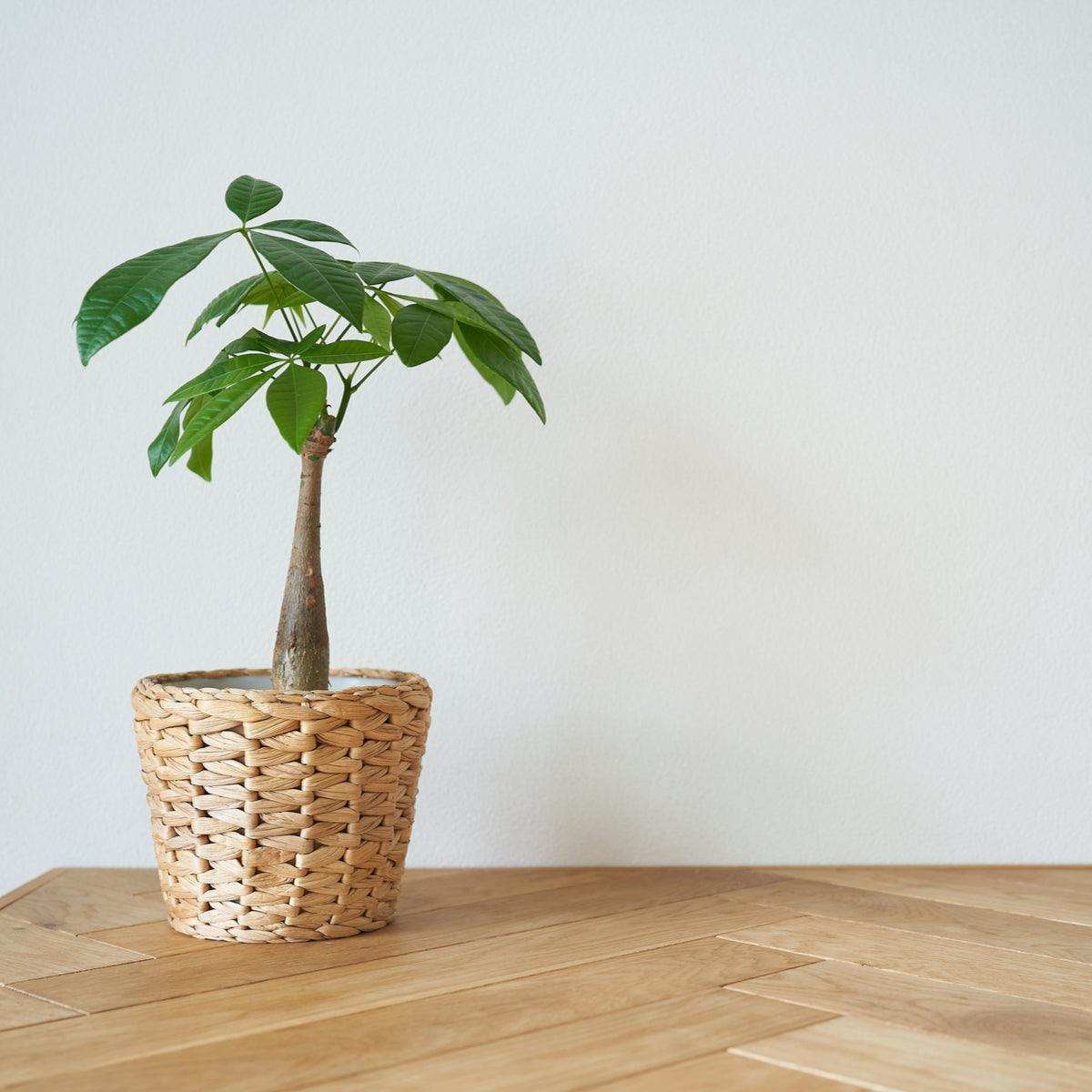 Japanese Pachira Tree 800 Pixels